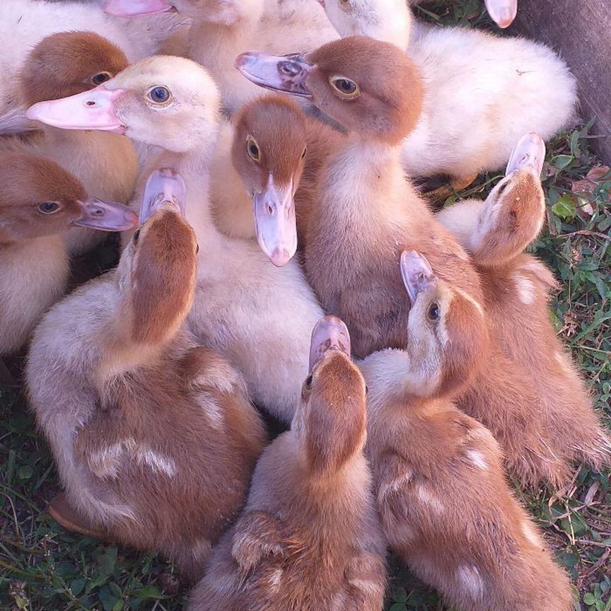 Индоутята 4-х недельные