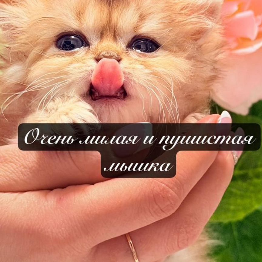 Шотландский прямоухий длинношёрстный котёнок