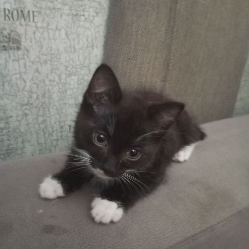 Котёнок в добрые руки