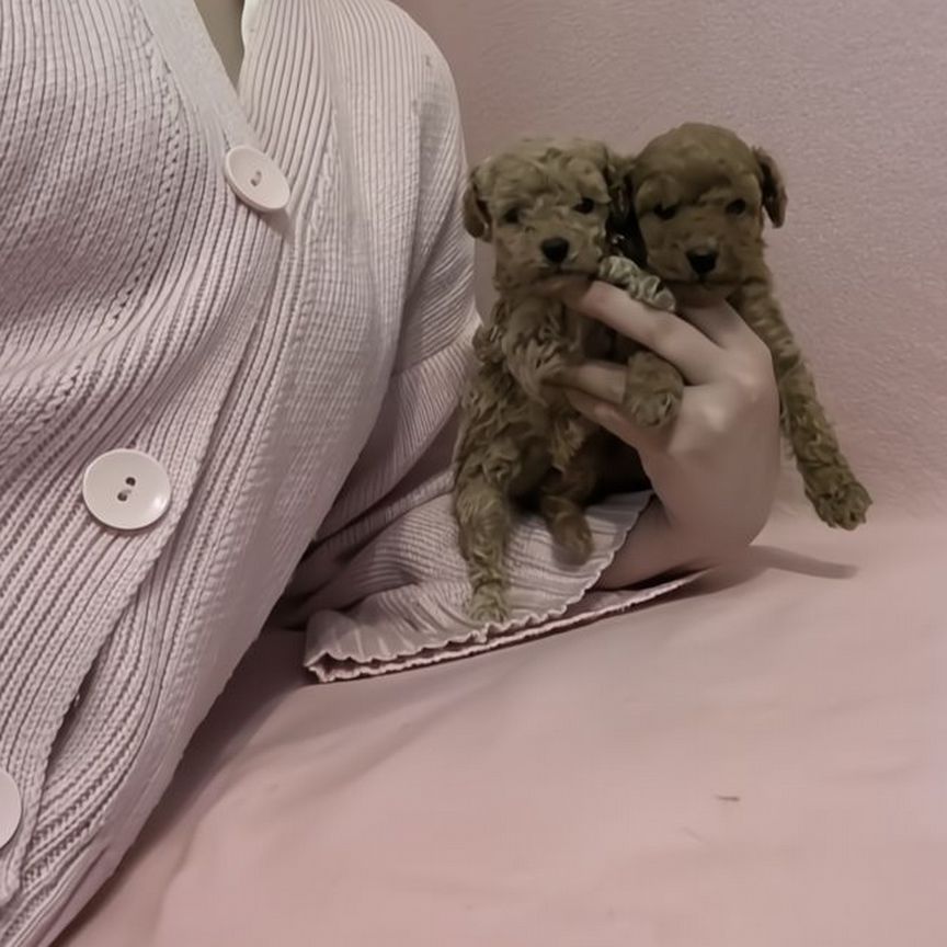 Мальтипу, щенок