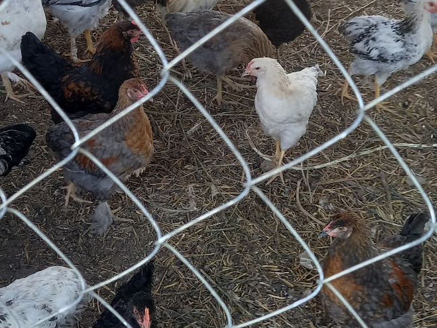 Курочки молодки