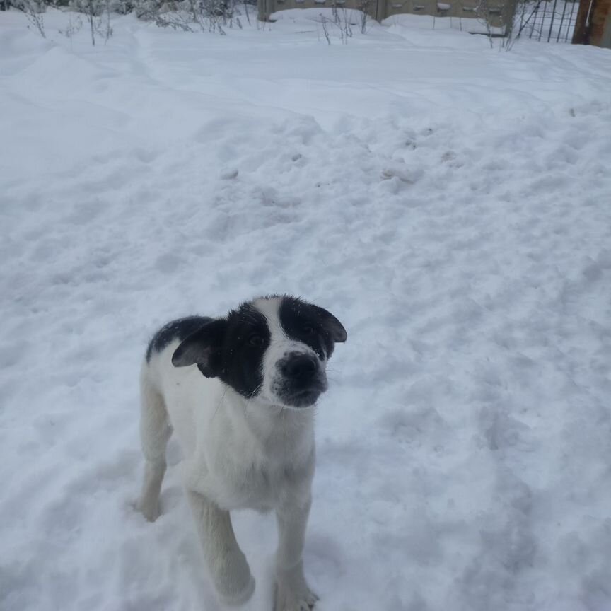 Щенок в добрые руки