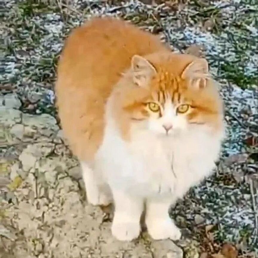 Котик в добрые руки мальчик