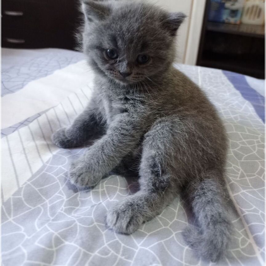 Британские котята