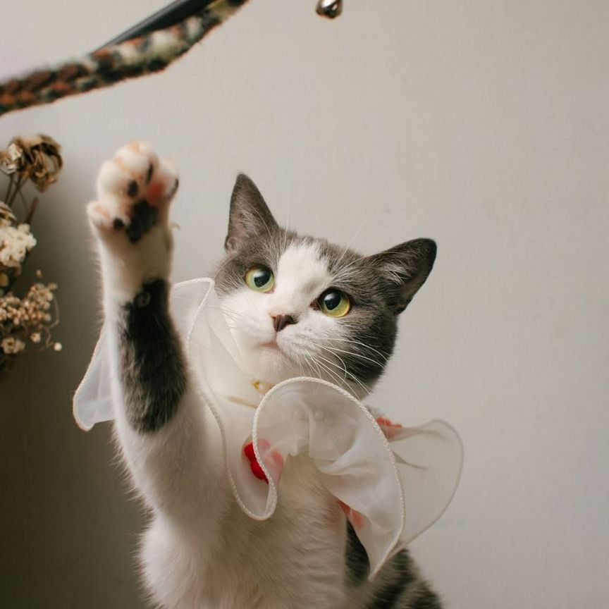 Кошки