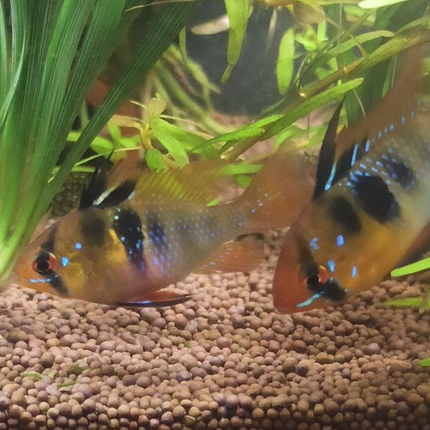 Цихлида Апистограмма Рамирези