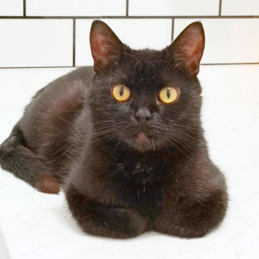 Кошка 9 месяцев