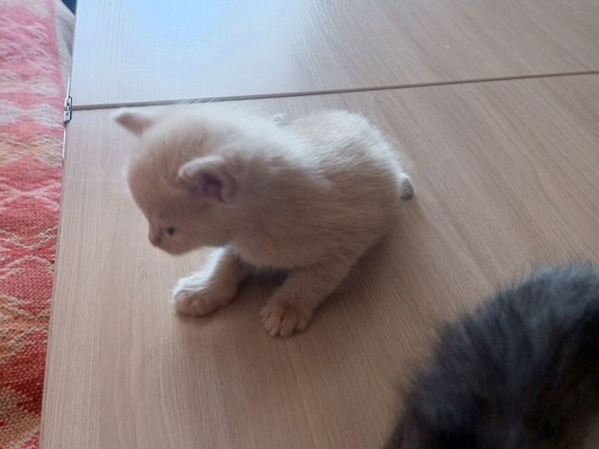 Коты помесь курильский бобтейлр