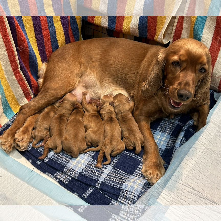 Английский кокер-спаниель, щенок