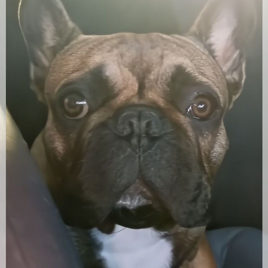 Французский бульдог, взрослая собака