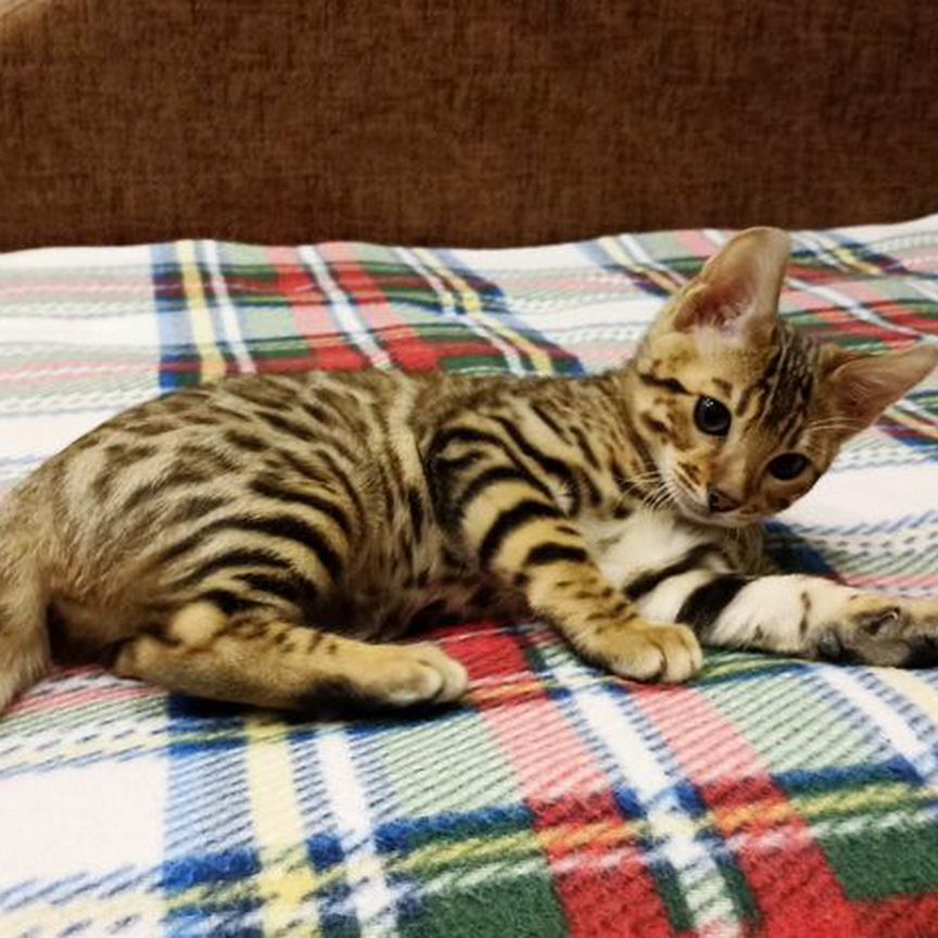 Бенгальская кошечка