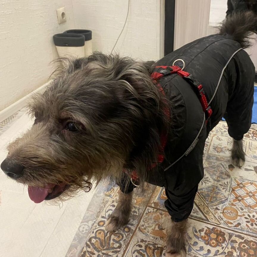 Взрослая собака в добрые руки