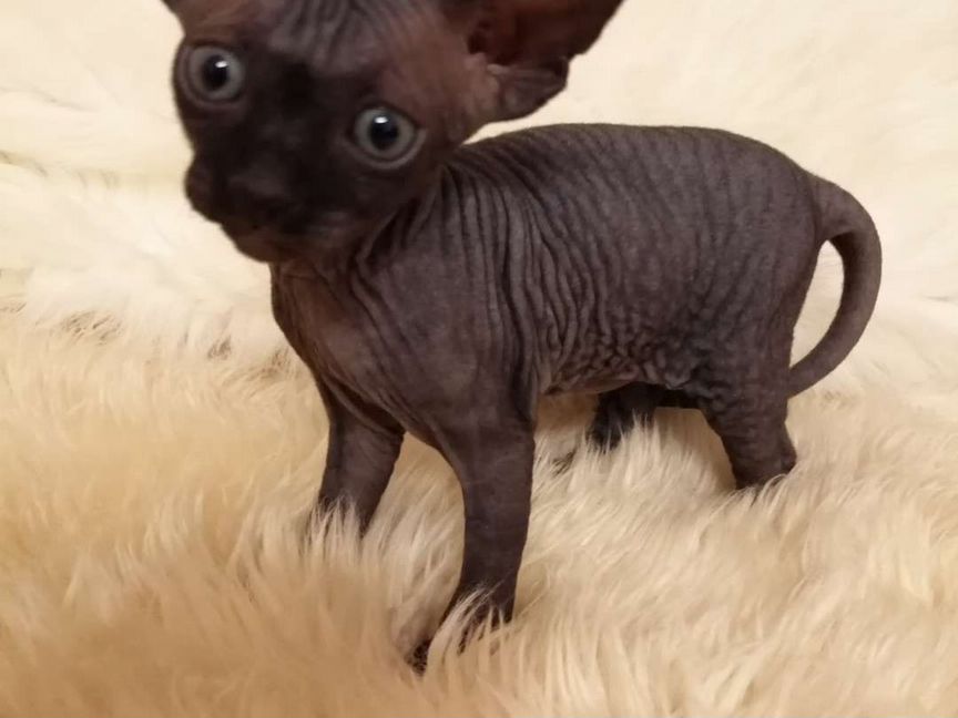 Канадский сфинкс