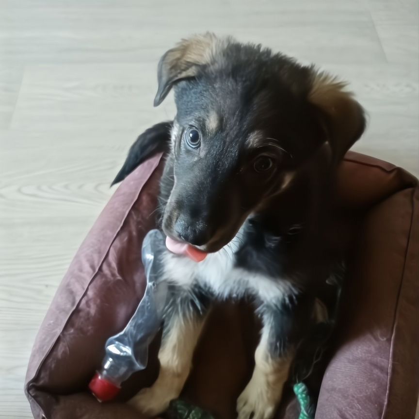 Щенок в добрые руки