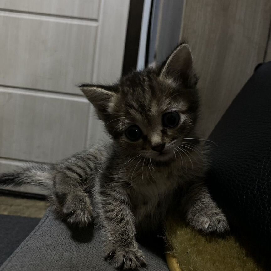Отдам бесплатно в дар котята