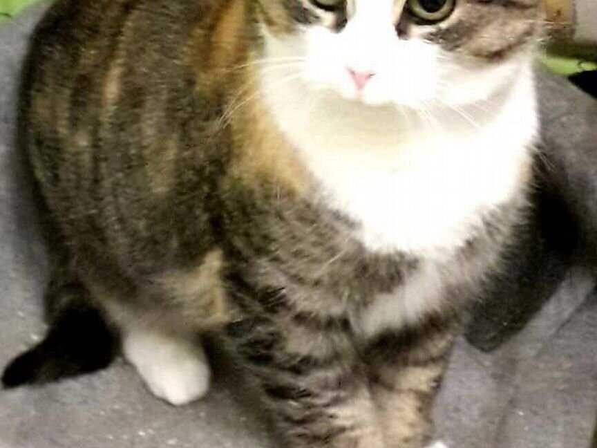Кошка