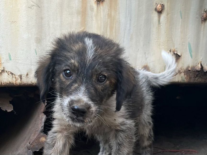 Щенок помесь курцхара