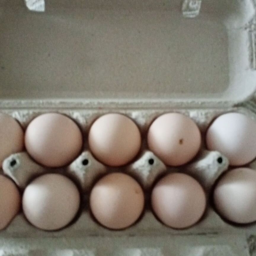 Яйца на инкубацию семья Австролорп