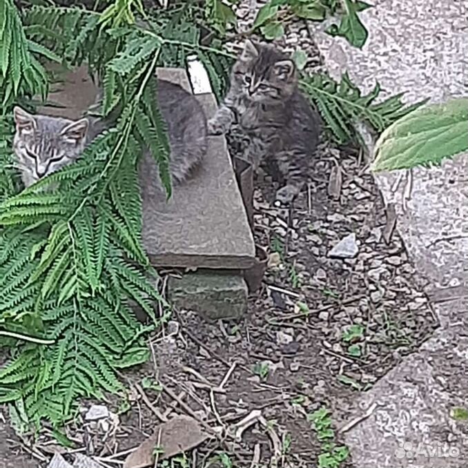 Котенок пушистик- девочка