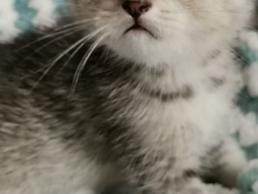 Шотландские котята золотые и серебристые шиншилы