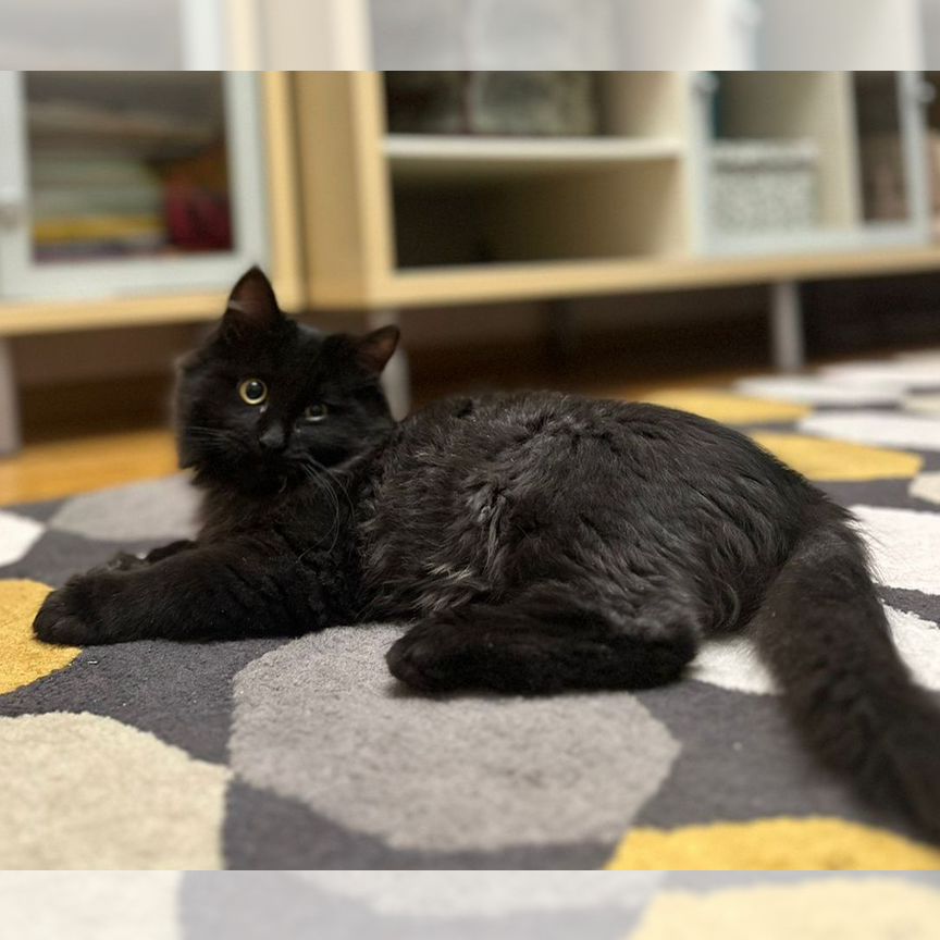 Котята в дар