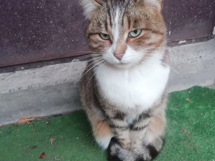 SOS кошечка замерзает на улице