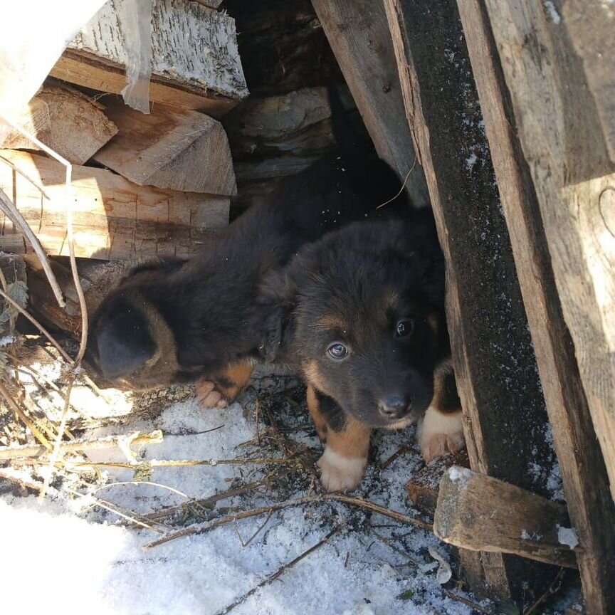 Щенки немецкой овчарки