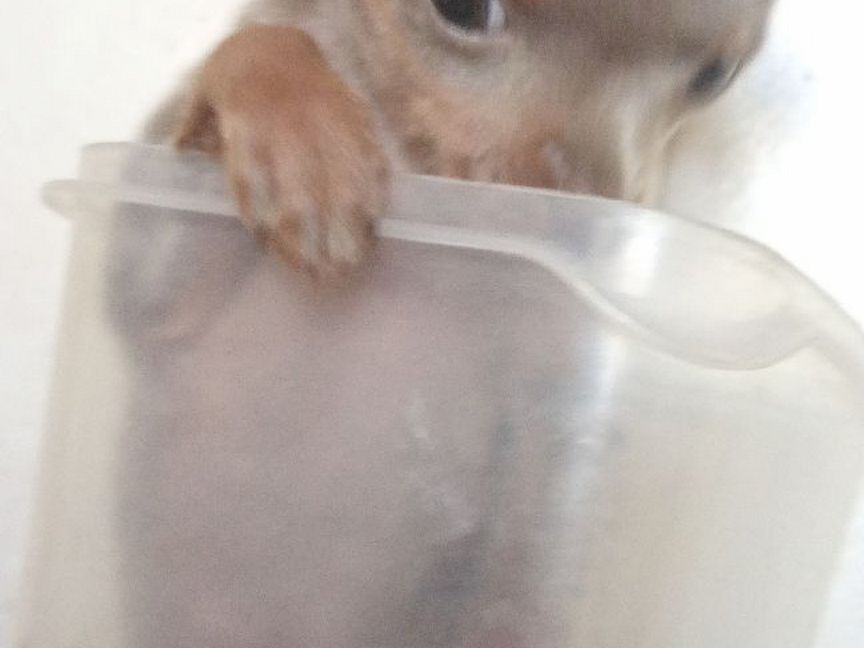 Собаки чудо