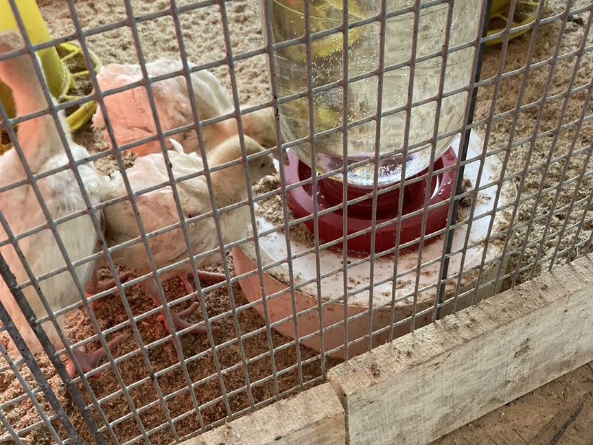 Индюшата хайбрид конвертер италия