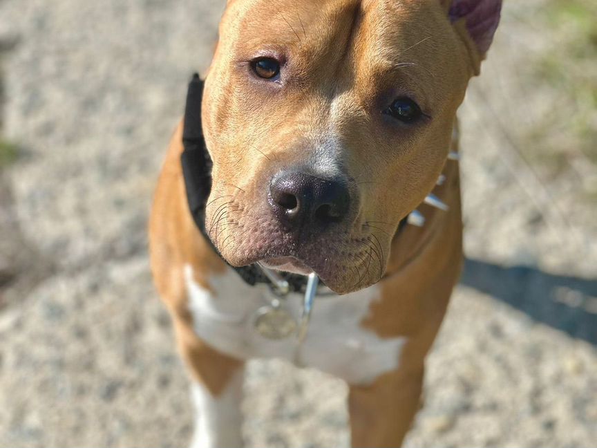 Стаффордширский терьер