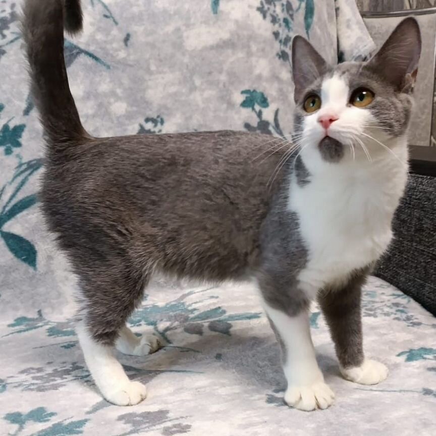Котенок в добрые руки