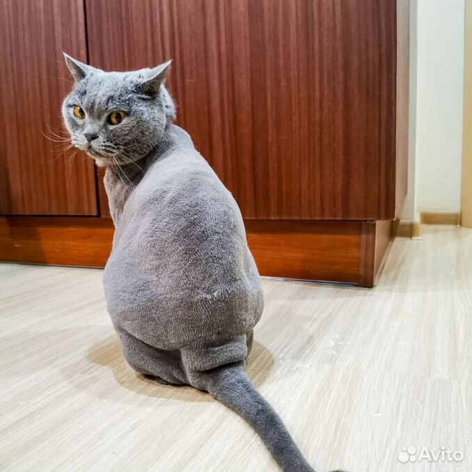 Кот британец в дар