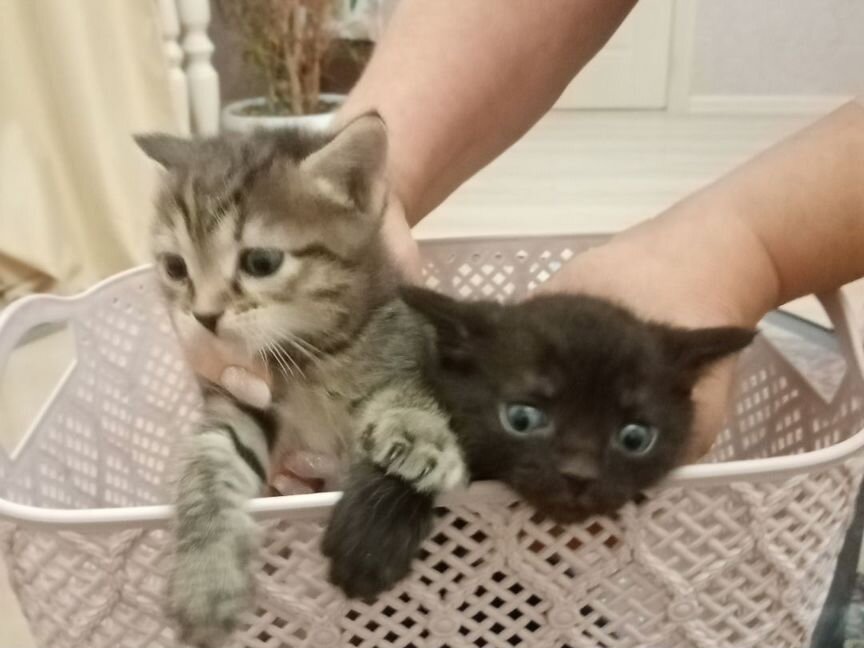 Котята в добрые руки