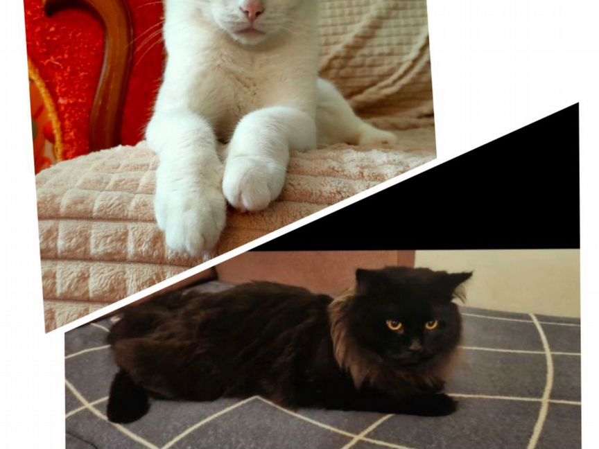 Котейки в дар(бесплатно)