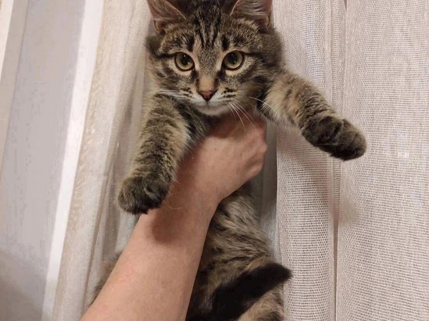 Кастрированный котик