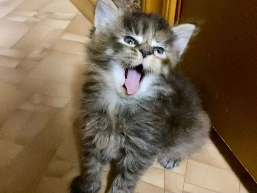 Котёнок майнкун