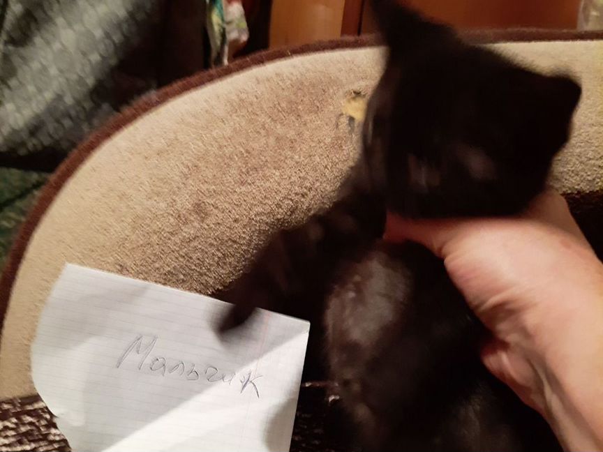 Отдам даром в хорошие руки