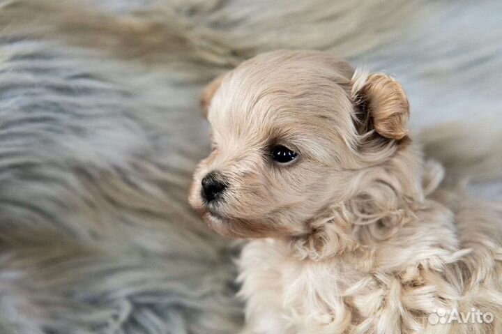 Щенки породы мальтипу