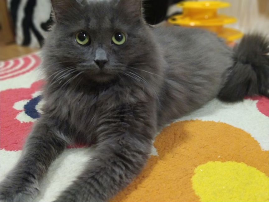 Кот