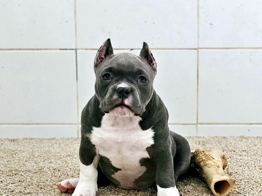 Американский булли