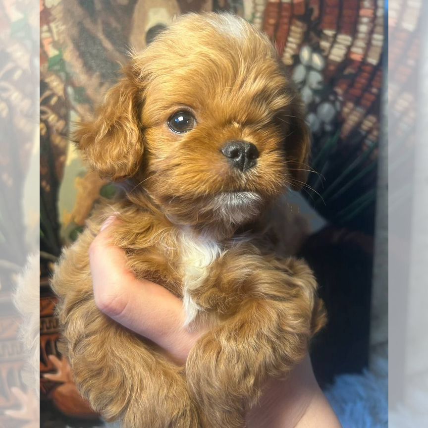 Мальтипу, щенок