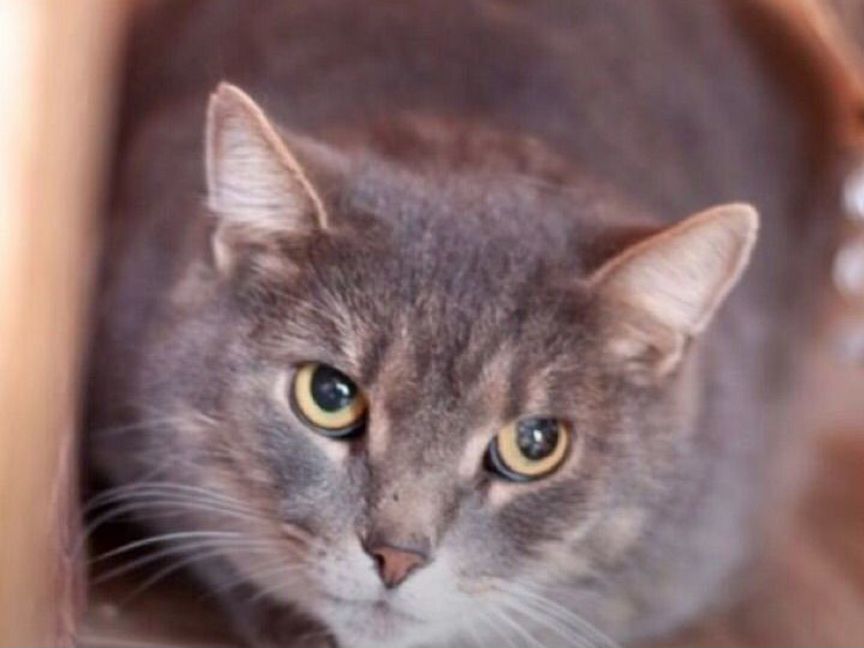 Застенчивый Джой