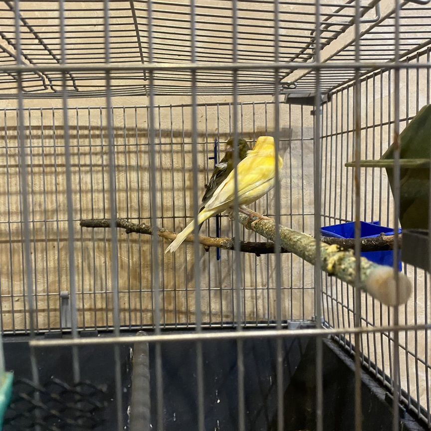 Продаю канареек 3 года