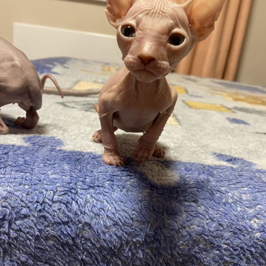 Котенок донского сфинкса