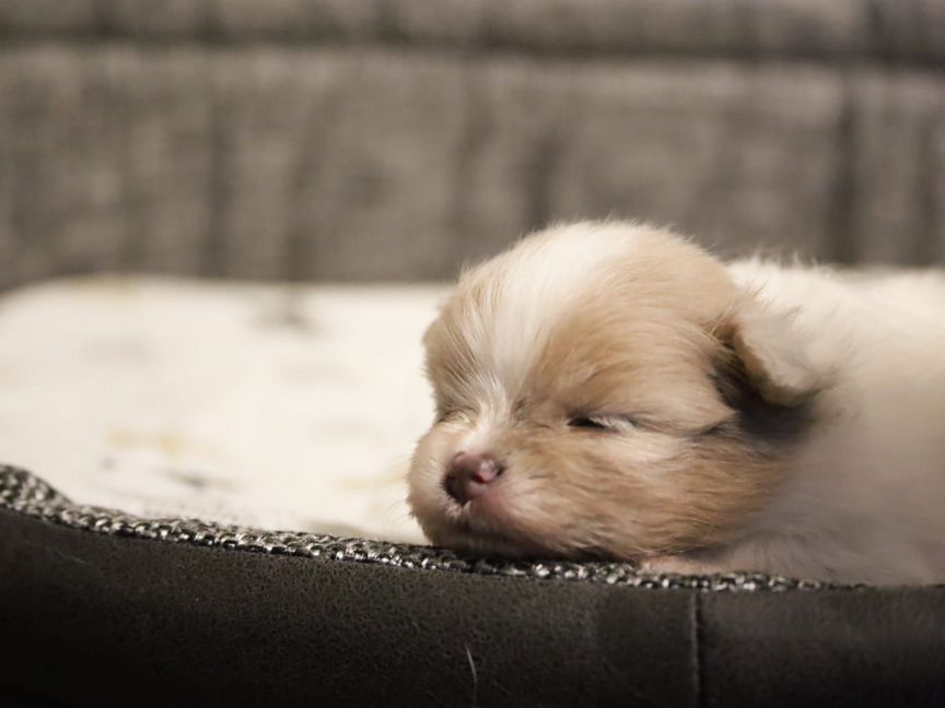 Щенки померанского шпица