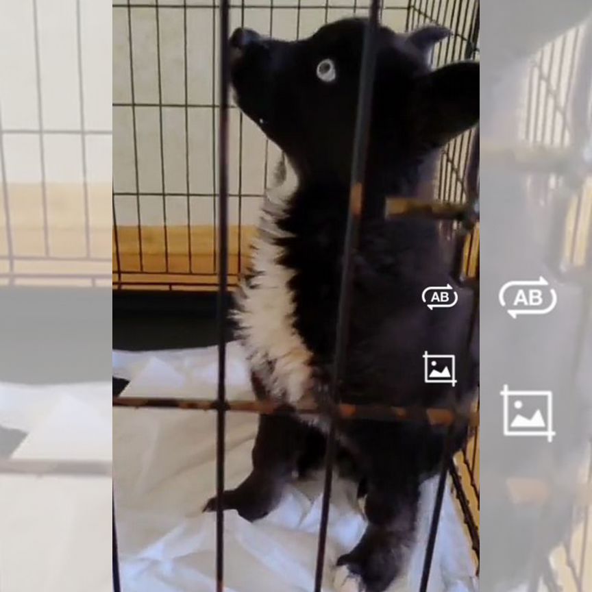 Щенок в добрые руки