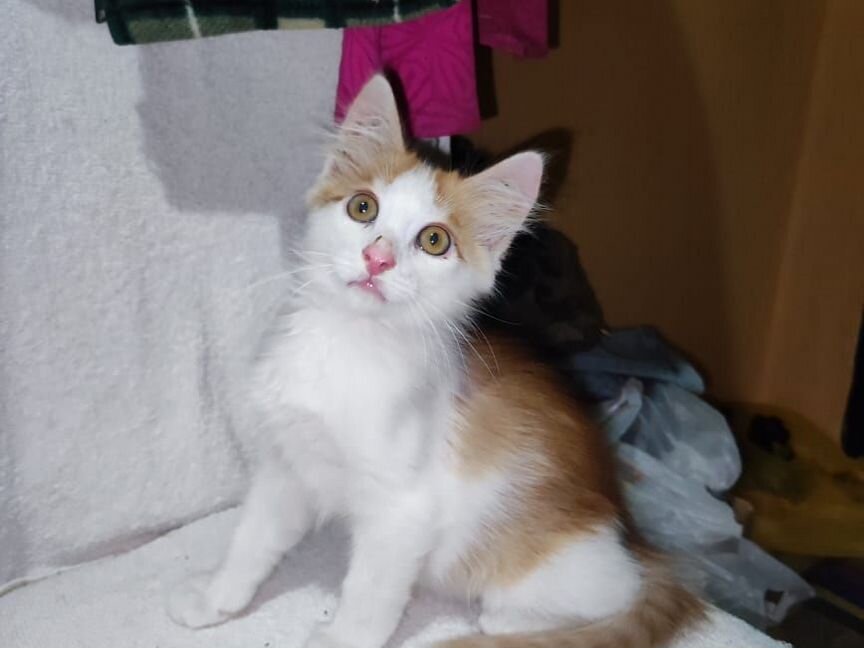 Мэйсон 2,5 мес