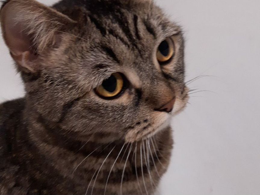 Кошка Молли