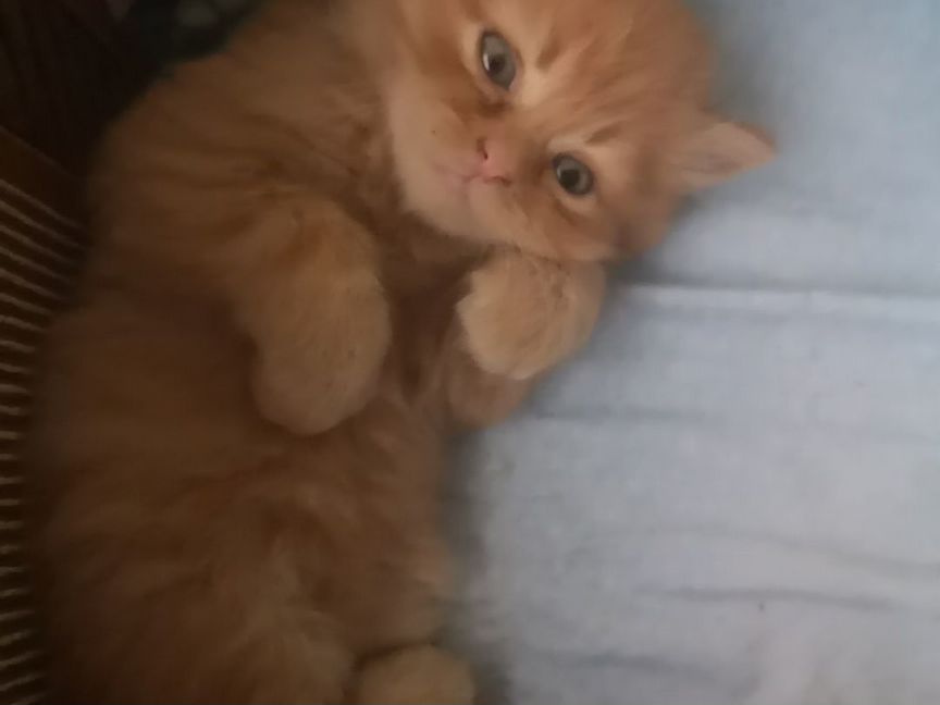 Рыжий котенок мальчик