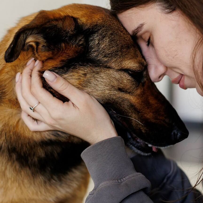 Идеальная собака Джемма в добрые руки в дар